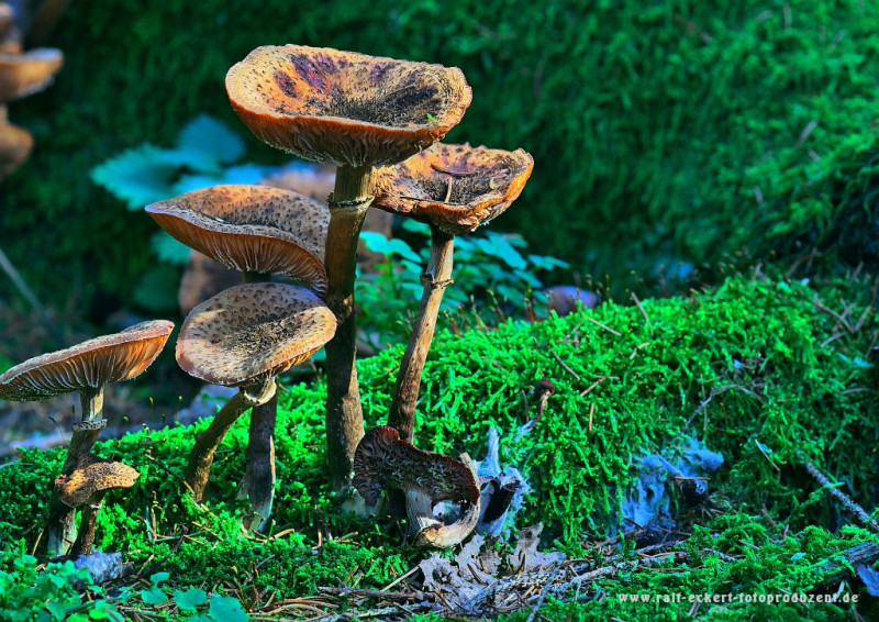 Pilze an Hand von Fotos bestimmen 2 von 4 - Pilzbestimmung u ...