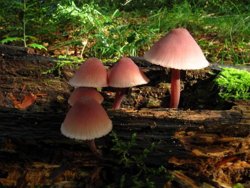 Lila Lamellenpilz mit schwarzem Saft - Pilzbestimmung u ...