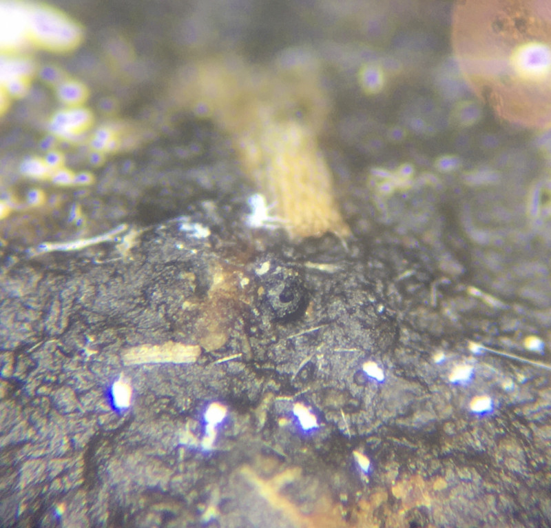 Kleine Perithecien, kleine Sporen -> Phomatospora coprophila ...