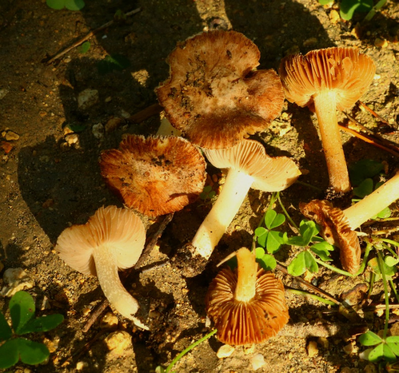 Inocybe fuscidula / nitidiuscula / leiocephala - Pilzbestimmung u ...
