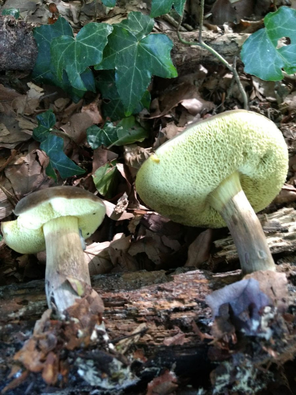 Ziegenlippe? - Pilzbestimmung u. Bestimmungshilfe - Pilzforum.eu