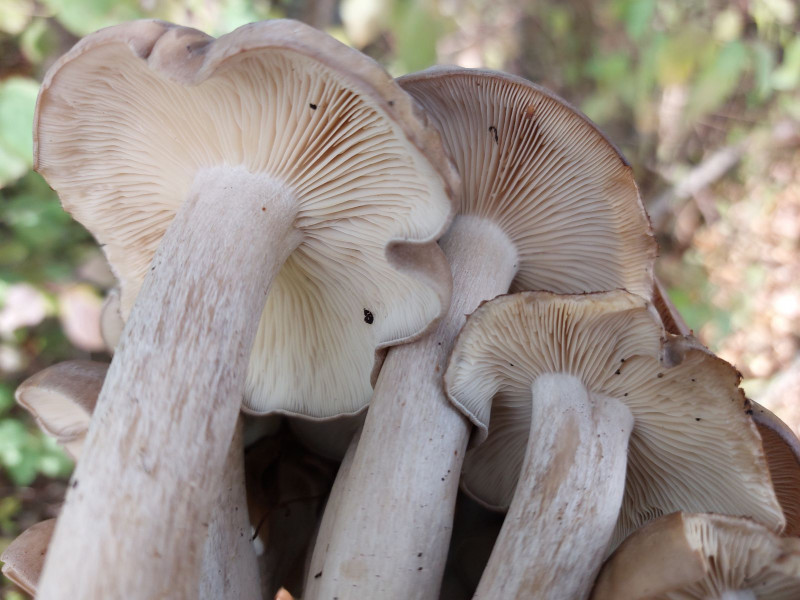 Büscheliger Rasling? - Pilzbestimmung u. Bestimmungshilfe - Pilzforum.eu