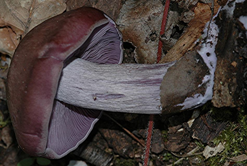 Lila Pilz - Pilzbestimmung u. Bestimmungshilfe - Pilzforum.eu