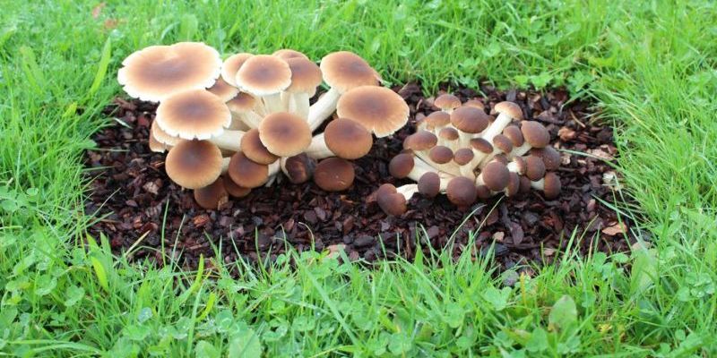 Pioppino - Pilzforum.eu